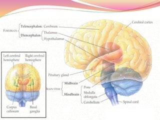 Hindbrain | PPTX