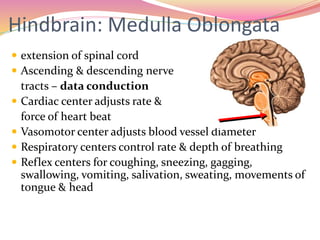 Hindbrain | PPTX