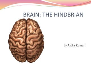 Hindbrain | PPTX