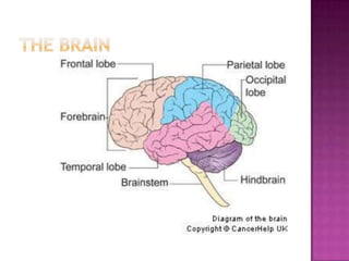 Hindbrain | PPTX