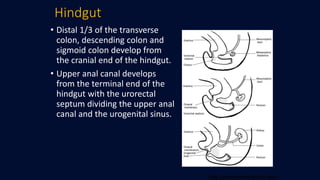 Hindgut | PPTX | Digestive Disorders | Diseases and Conditions