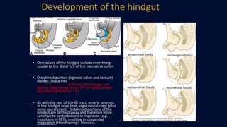 Hindgut | PPTX | Digestive Disorders | Diseases and Conditions