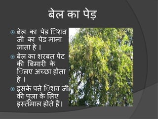 Hindi trees | PPT