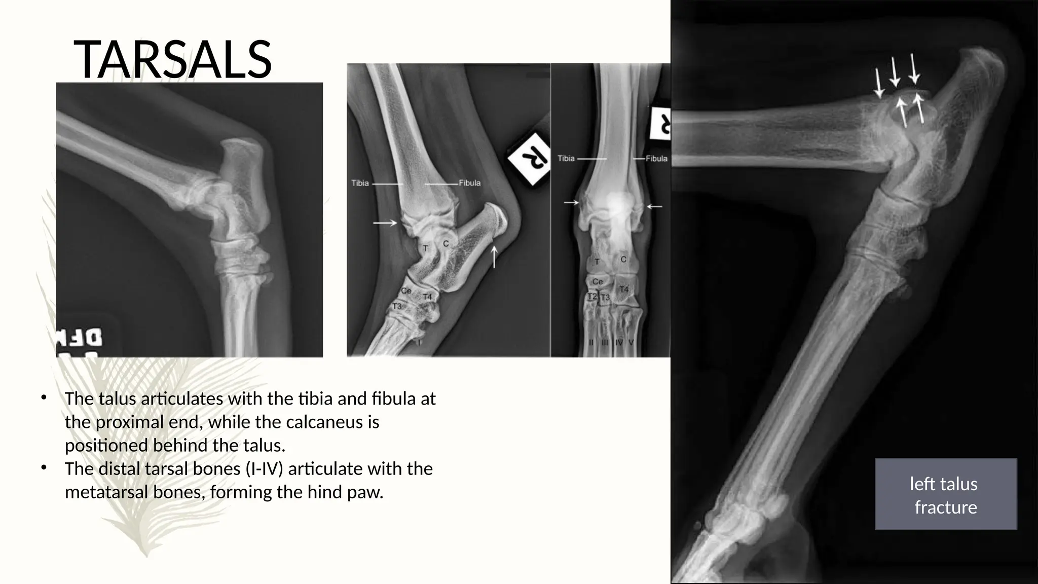 Radiology anatomy of hindlimb of Dog and affections | PPTX