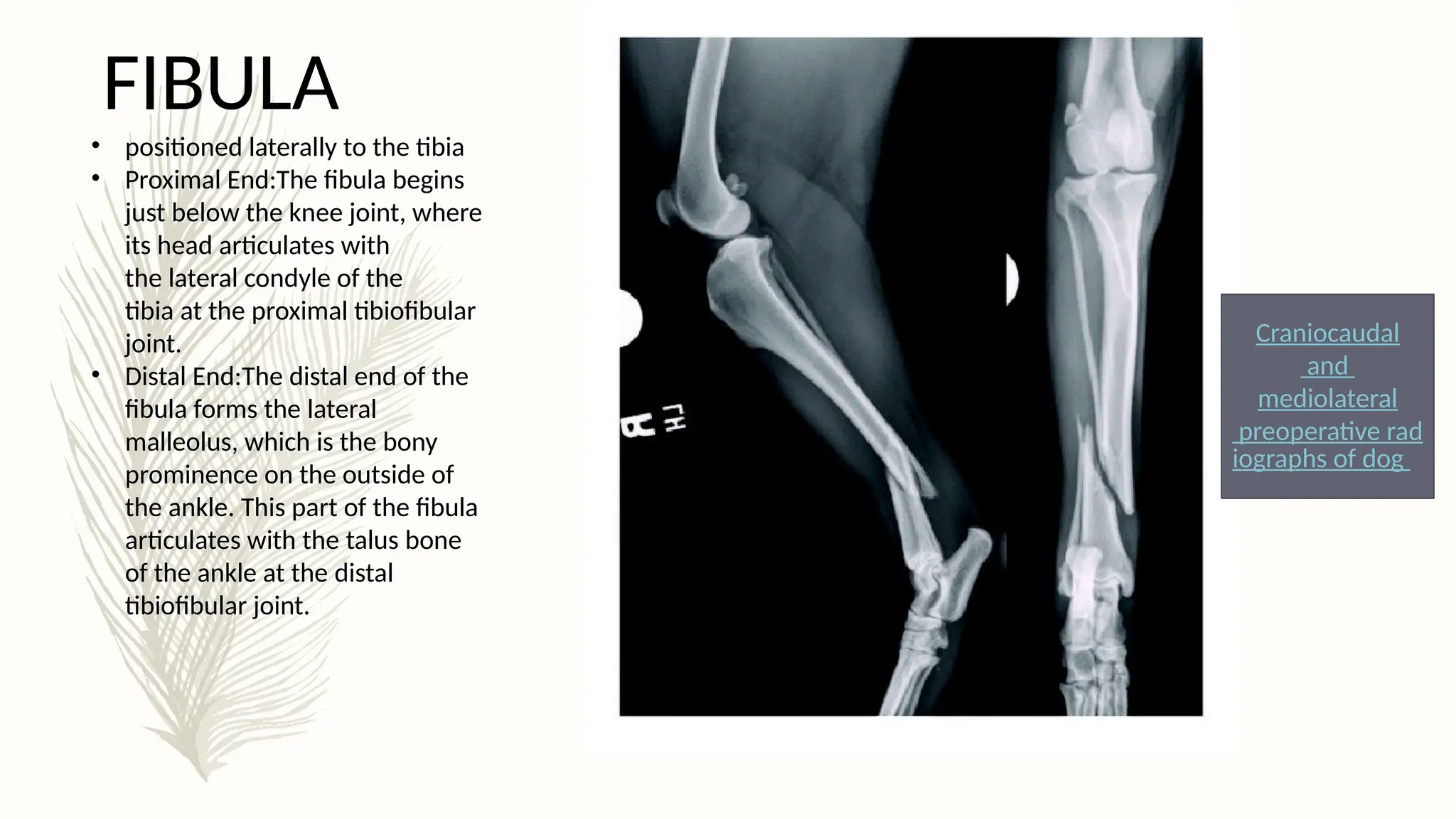 Radiology anatomy of hindlimb of Dog and affections | PPTX