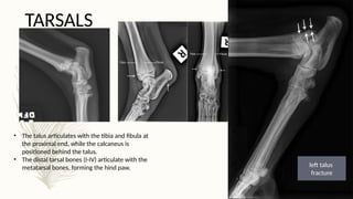 Radiology anatomy of hindlimb of Dog and affections | PPTX