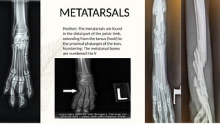 Radiology anatomy of hindlimb of Dog and affections | PPTX