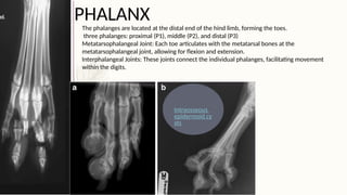 Radiology anatomy of hindlimb of Dog and affections | PPTX