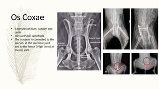 Radiology anatomy of hindlimb of Dog and affections | PPTX