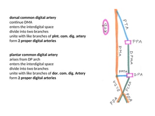 hind limb blood supply of the animals ppt | PPT