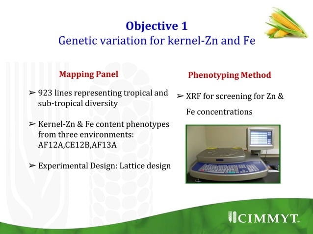 Genetic Mapping of Kernel-Zinc and Iron in Maize | PPTX