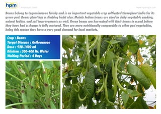 Hindustan ziram | PDF