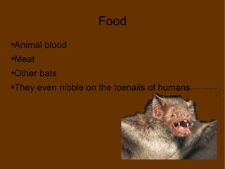 Vampire bats by Alex&Alex | ODP