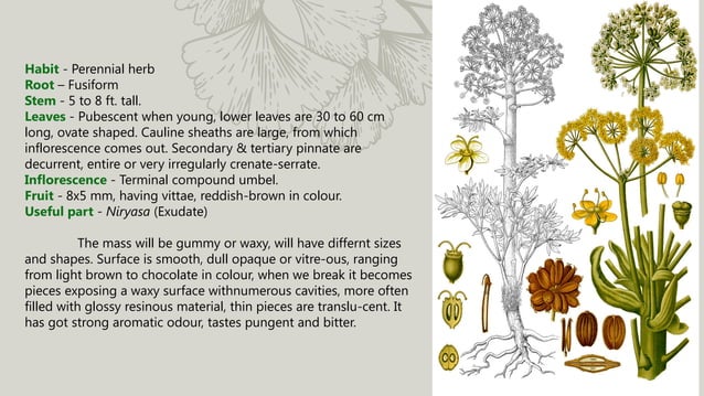 HINGU ppt …………………..(8575757687;;688);:() | PPT