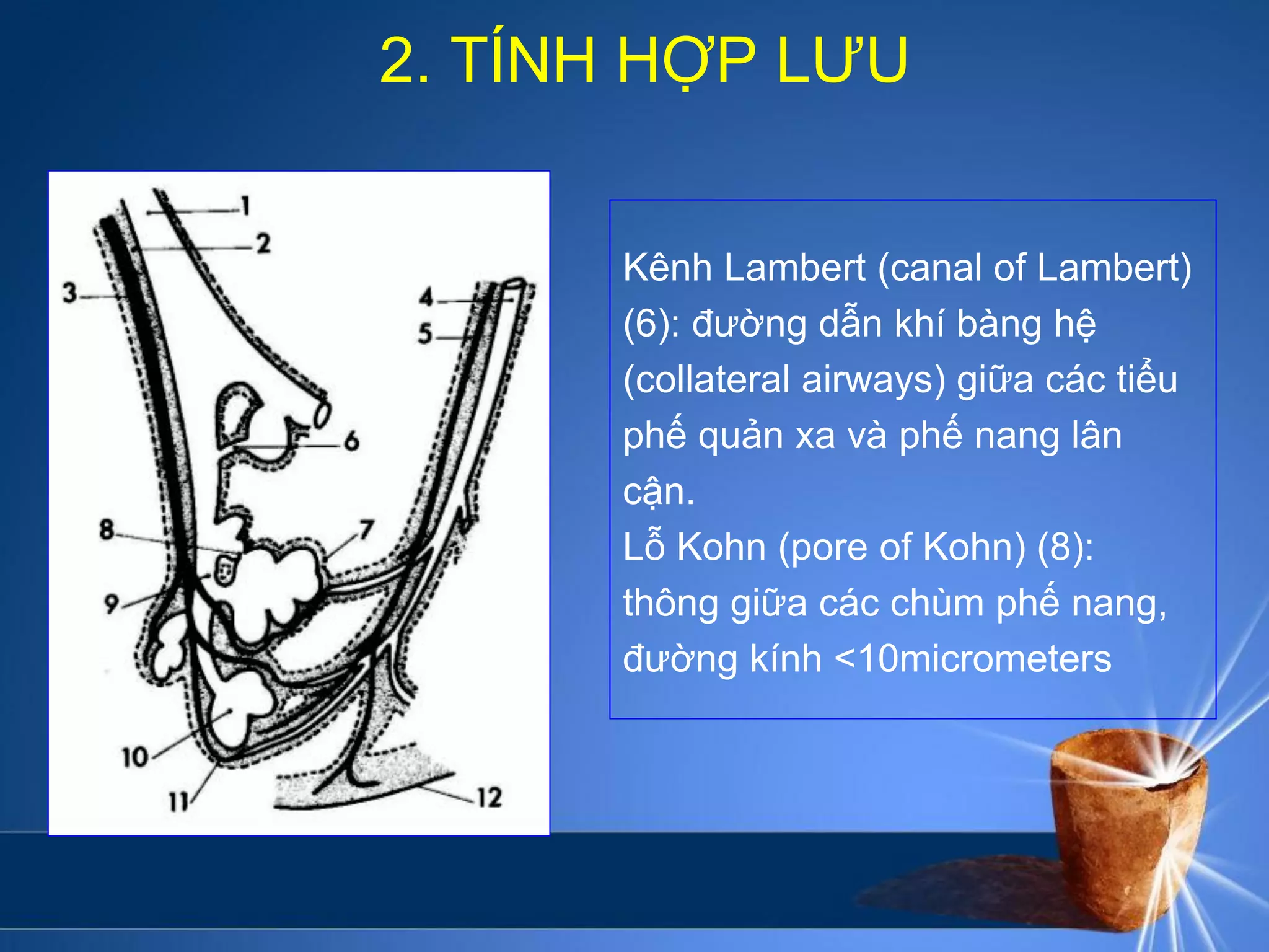 Hinh anh benh ly nhu mo phoi (trieu chung hoc), bs mai thuy | PDF