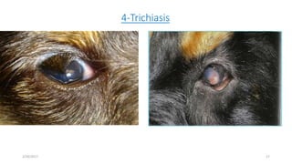 Hints on vet ophthalmology | PPTX