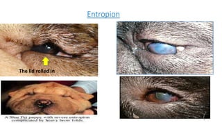 Hints on vet ophthalmology | PPTX