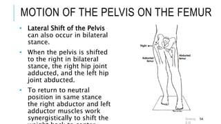 Hip-Biomechanics-SRS-ppt faculty of physiotherapy.ppt