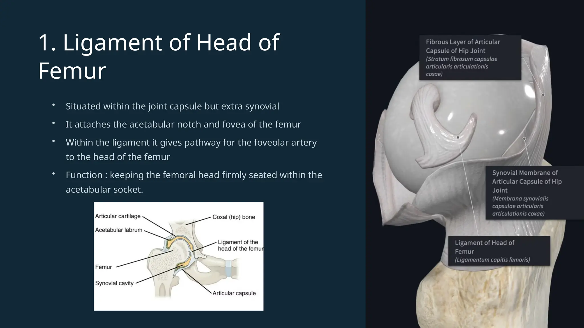 HIP JOINT ANATOMY : Joint Capsule,Ligaments,Movements and Muscles ...