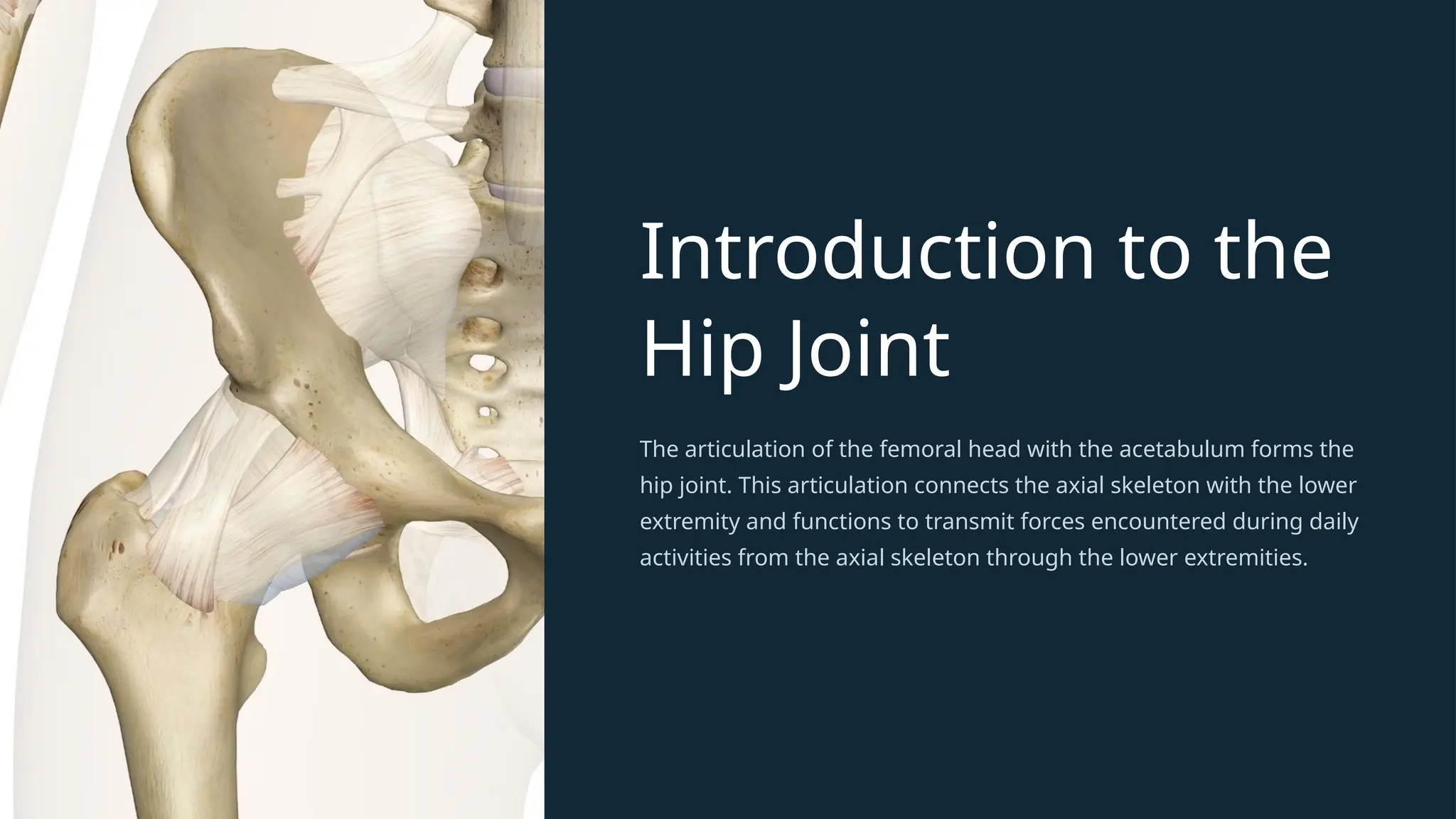 HIP JOINT ANATOMY : Joint Capsule,Ligaments,Movements and Muscles ...