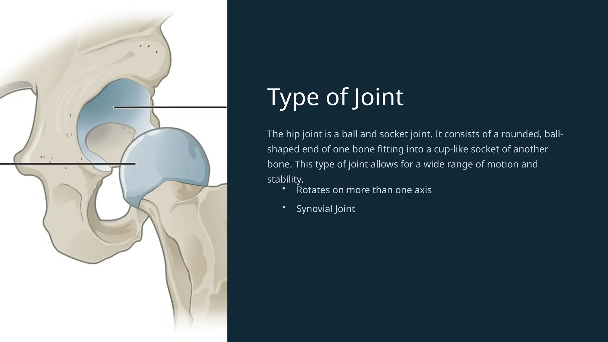 HIP JOINT ANATOMY : Joint Capsule,Ligaments,Movements and Muscles ...