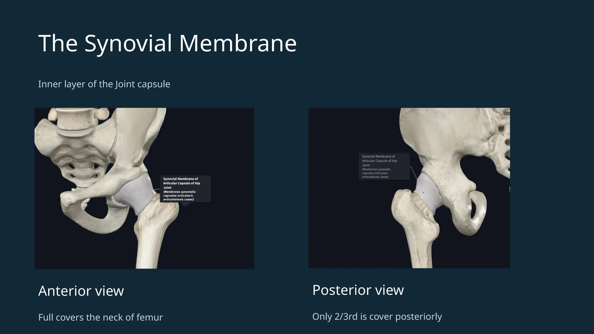HIP JOINT ANATOMY : Joint Capsule,Ligaments,Movements and Muscles ...