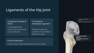 HIP JOINT ANATOMY : Joint Capsule,Ligaments,Movements and Muscles ...