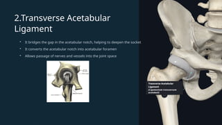 HIP JOINT ANATOMY : Joint Capsule,Ligaments,Movements and Muscles ...