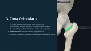 HIP JOINT ANATOMY : Joint Capsule,Ligaments,Movements and Muscles ...