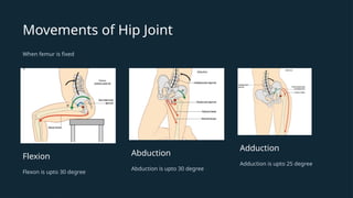 HIP JOINT ANATOMY : Joint Capsule,Ligaments,Movements and Muscles ...