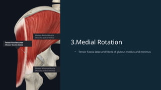 HIP JOINT ANATOMY : Joint Capsule,Ligaments,Movements and Muscles ...