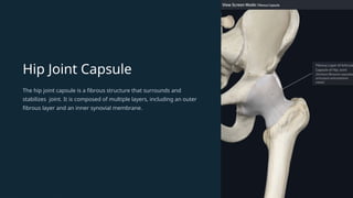 HIP JOINT ANATOMY : Joint Capsule,Ligaments,Movements and Muscles ...