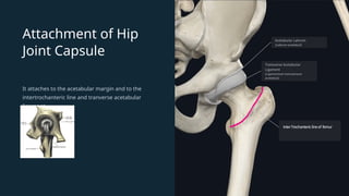 HIP JOINT ANATOMY : Joint Capsule,Ligaments,Movements and Muscles ...