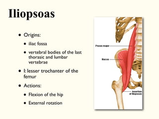 Hip-muscles.pdf