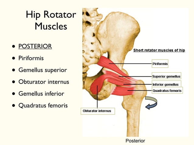 Hip-muscles.pdf
