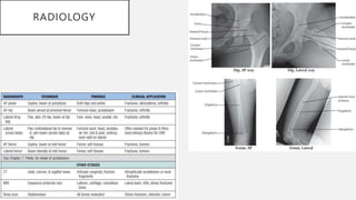HIP-THIGH ANATOMY.pptx