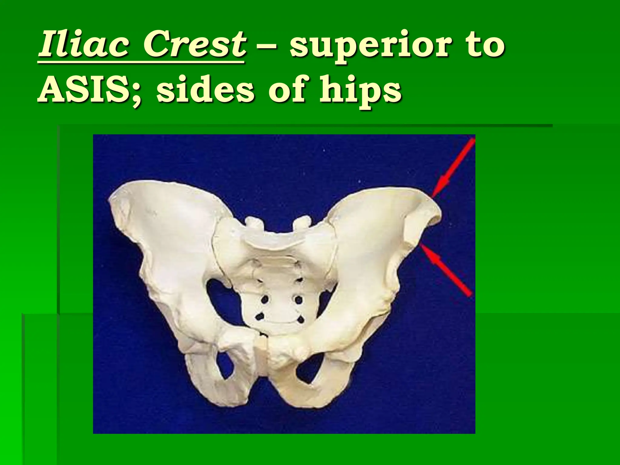 Hipbone_Anatomy and its muscle attachement .ppt