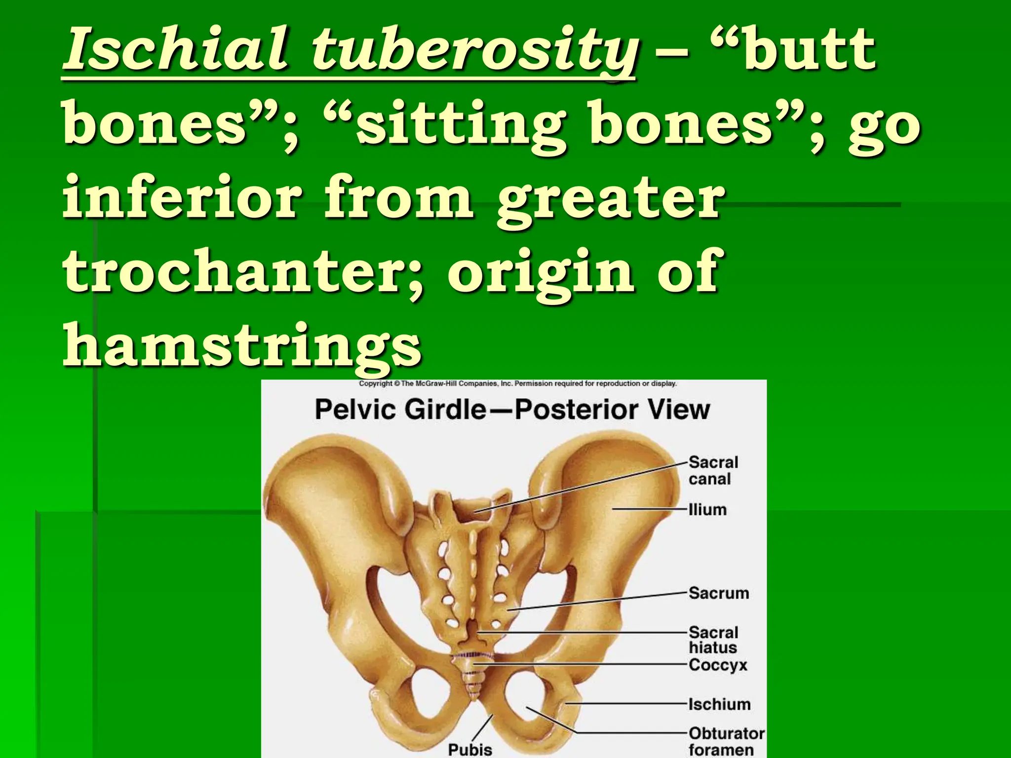 Hipbone_Anatomy and its muscle attachement .ppt