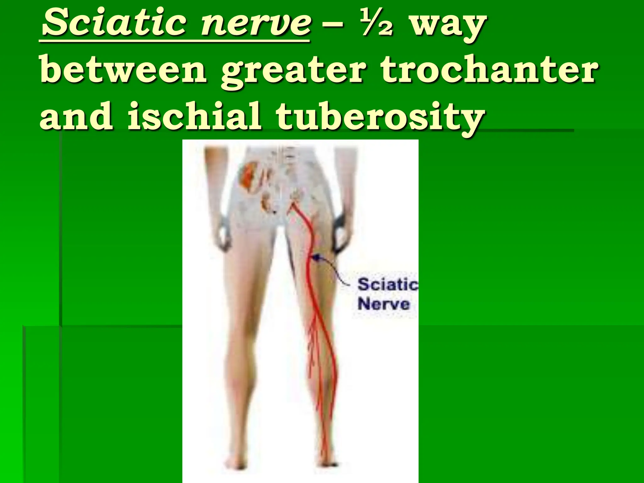 Hipbone_Anatomy and its muscle attachement .ppt