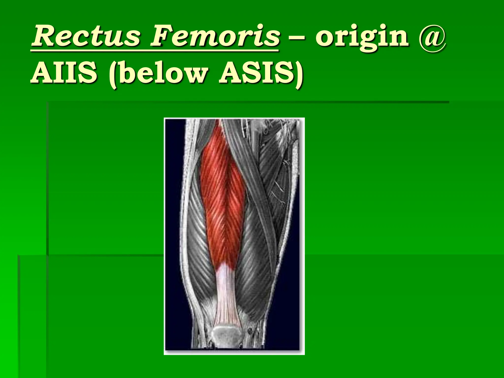Hipbone_Anatomy and its muscle attachement .ppt
