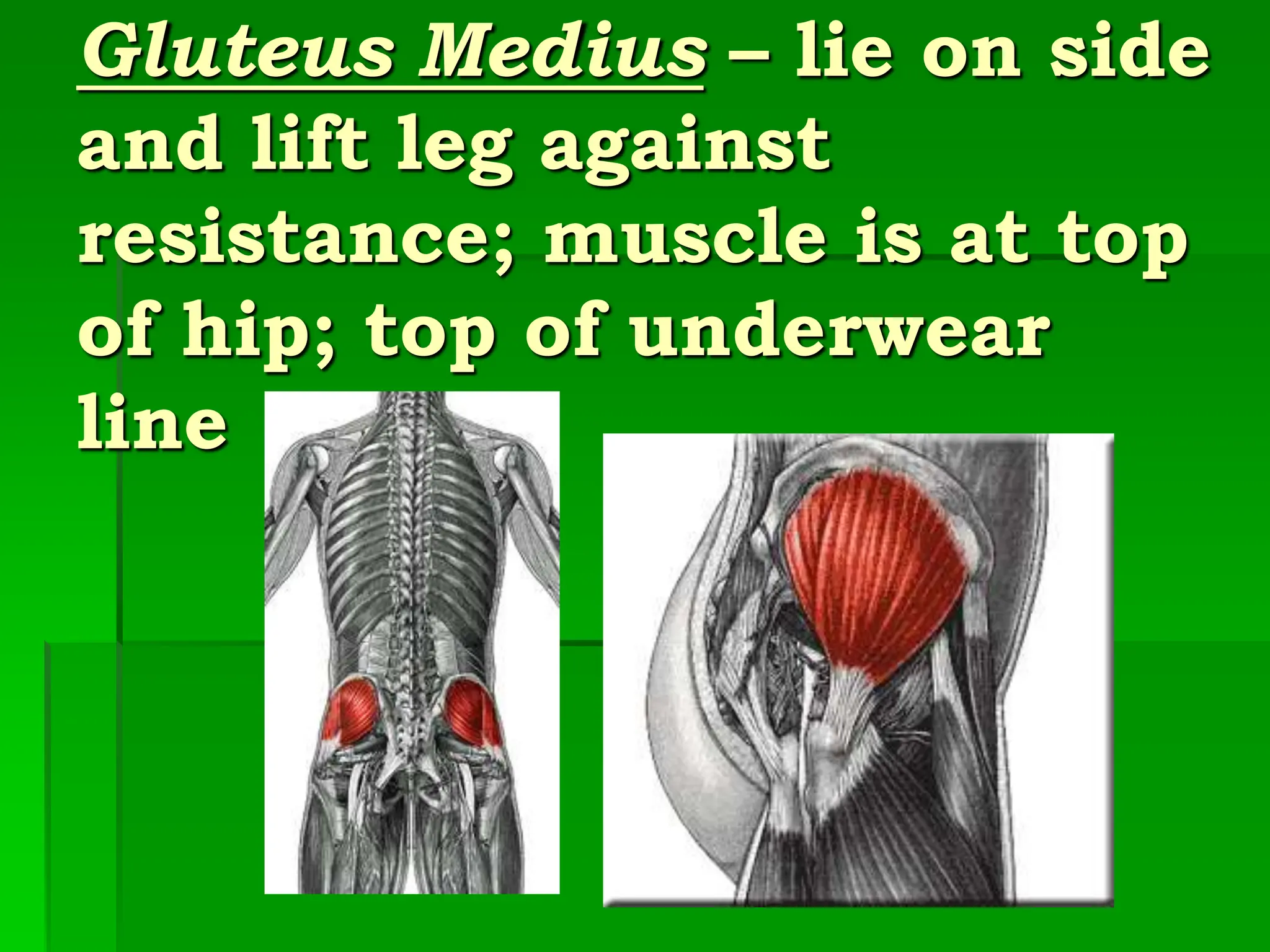 Hipbone_Anatomy and its muscle attachement .ppt