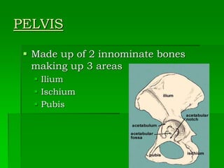 Hipbone_Anatomy and its muscle attachement .ppt