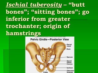 Hipbone_Anatomy and its muscle attachement .ppt