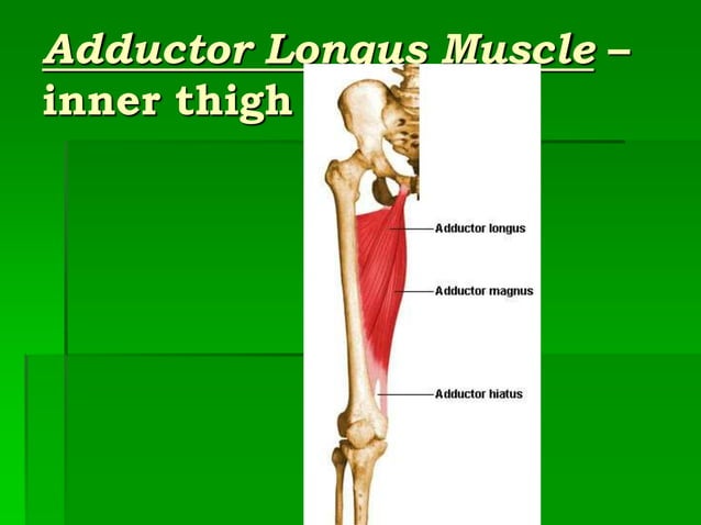 Hipbone_Anatomy and its muscle attachement .ppt