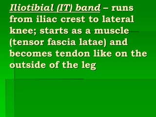 Hipbone_Anatomy and its muscle attachement .ppt