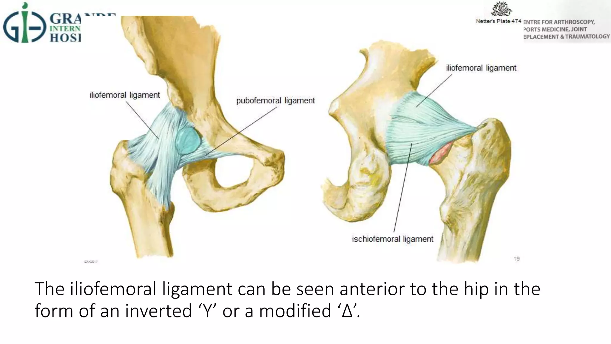 Hip - Anatomy and Biomechanics | PPTX