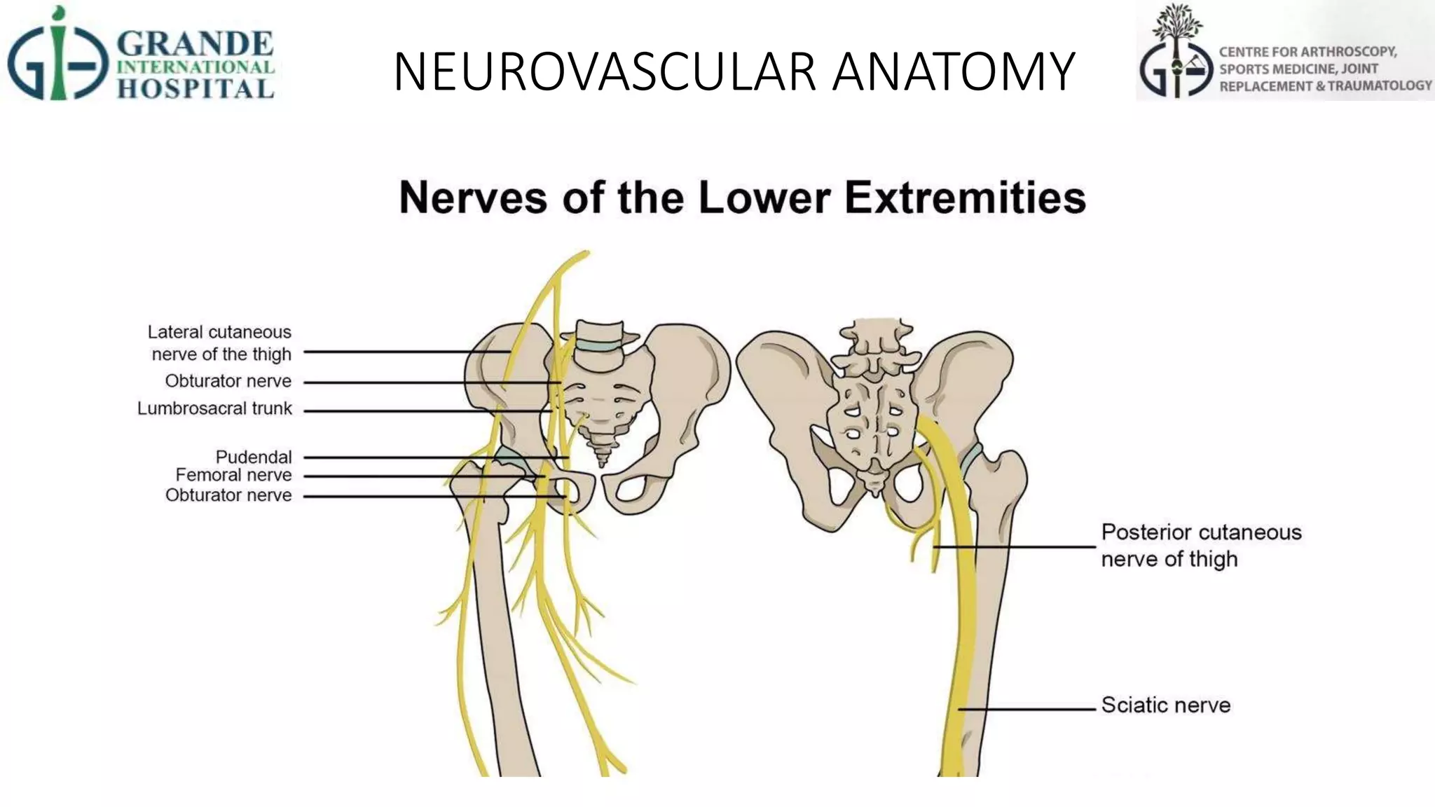 Hip - Anatomy and Biomechanics | PPTX