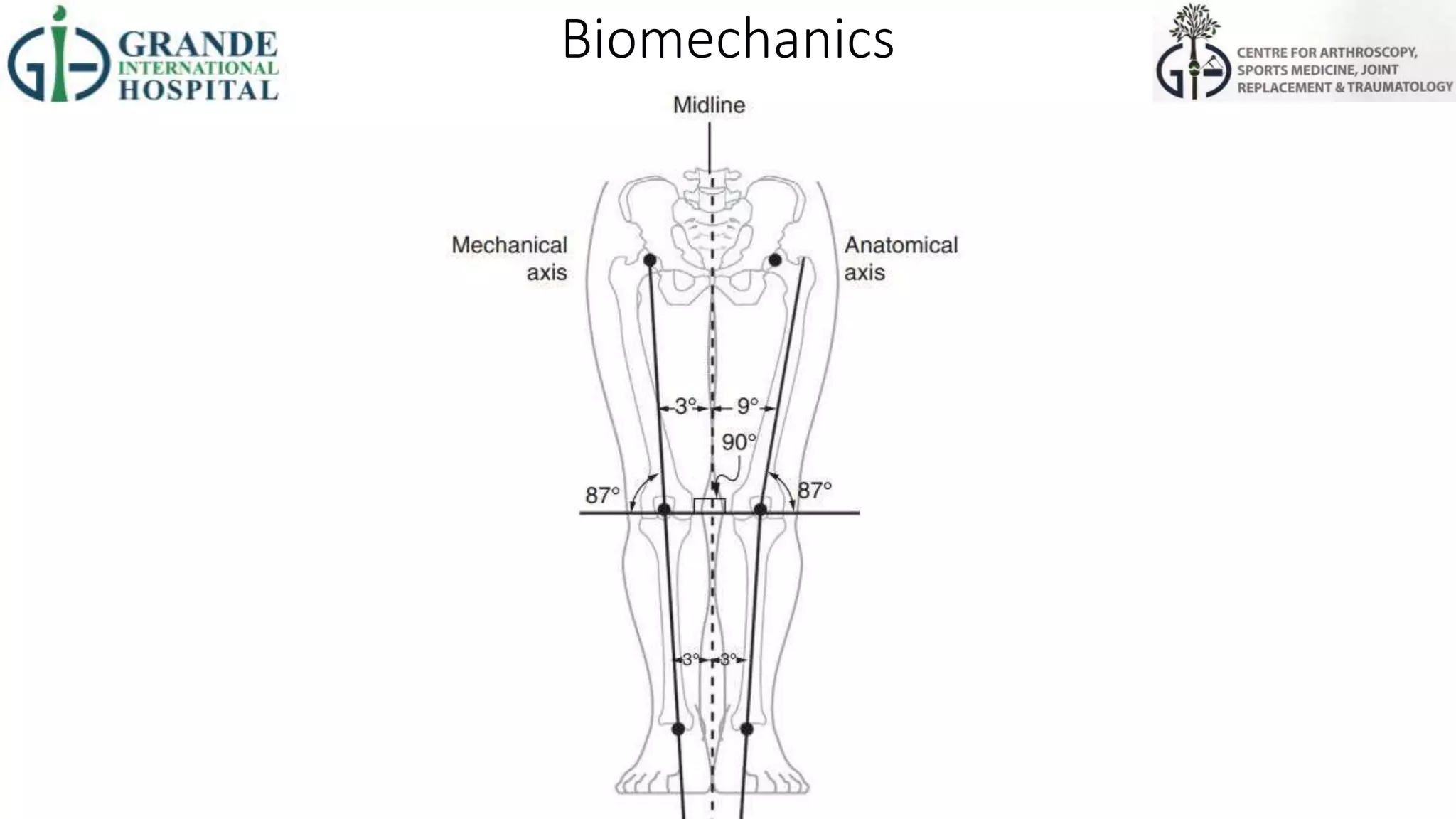 Hip - Anatomy and Biomechanics | PPTX