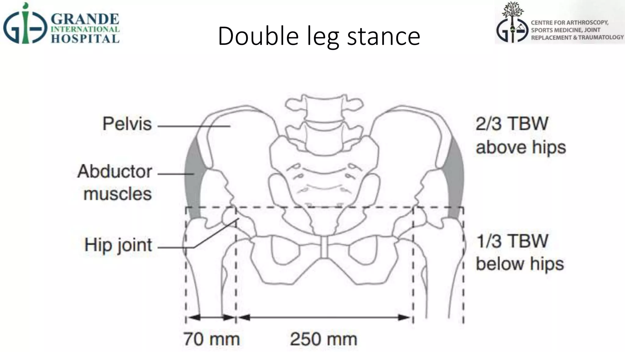 Hip - Anatomy and Biomechanics | PPTX