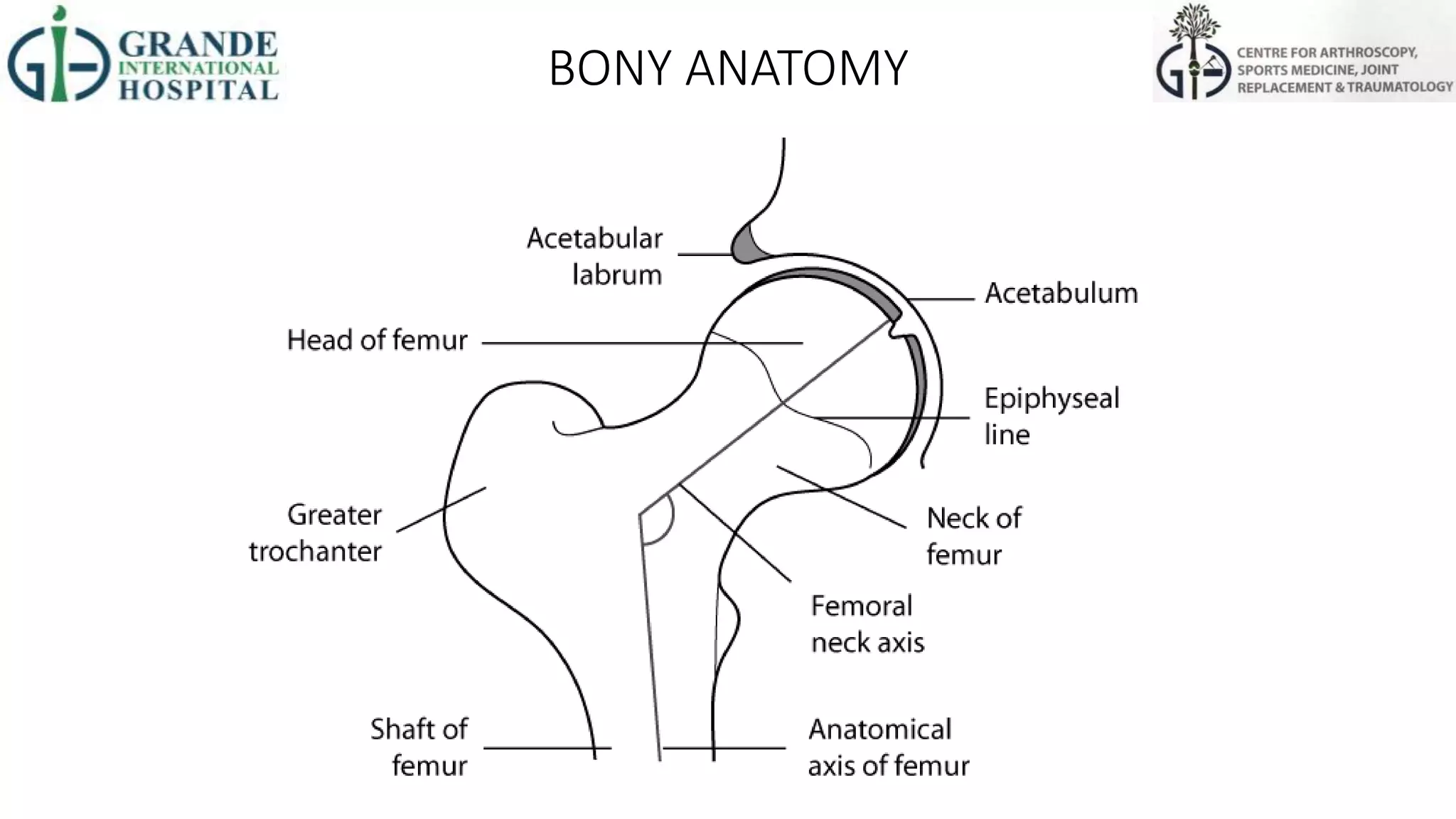 Hip - Anatomy and Biomechanics | PPTX